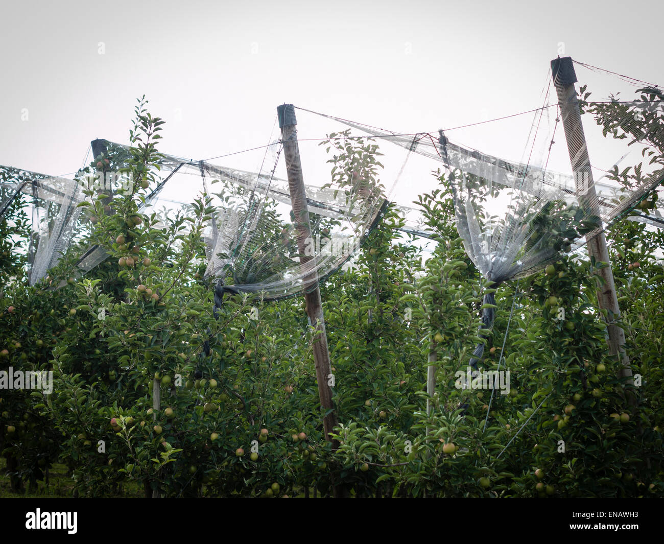Apple orchard in southern Germany near Friedrichshafen (Lake Constance ...
