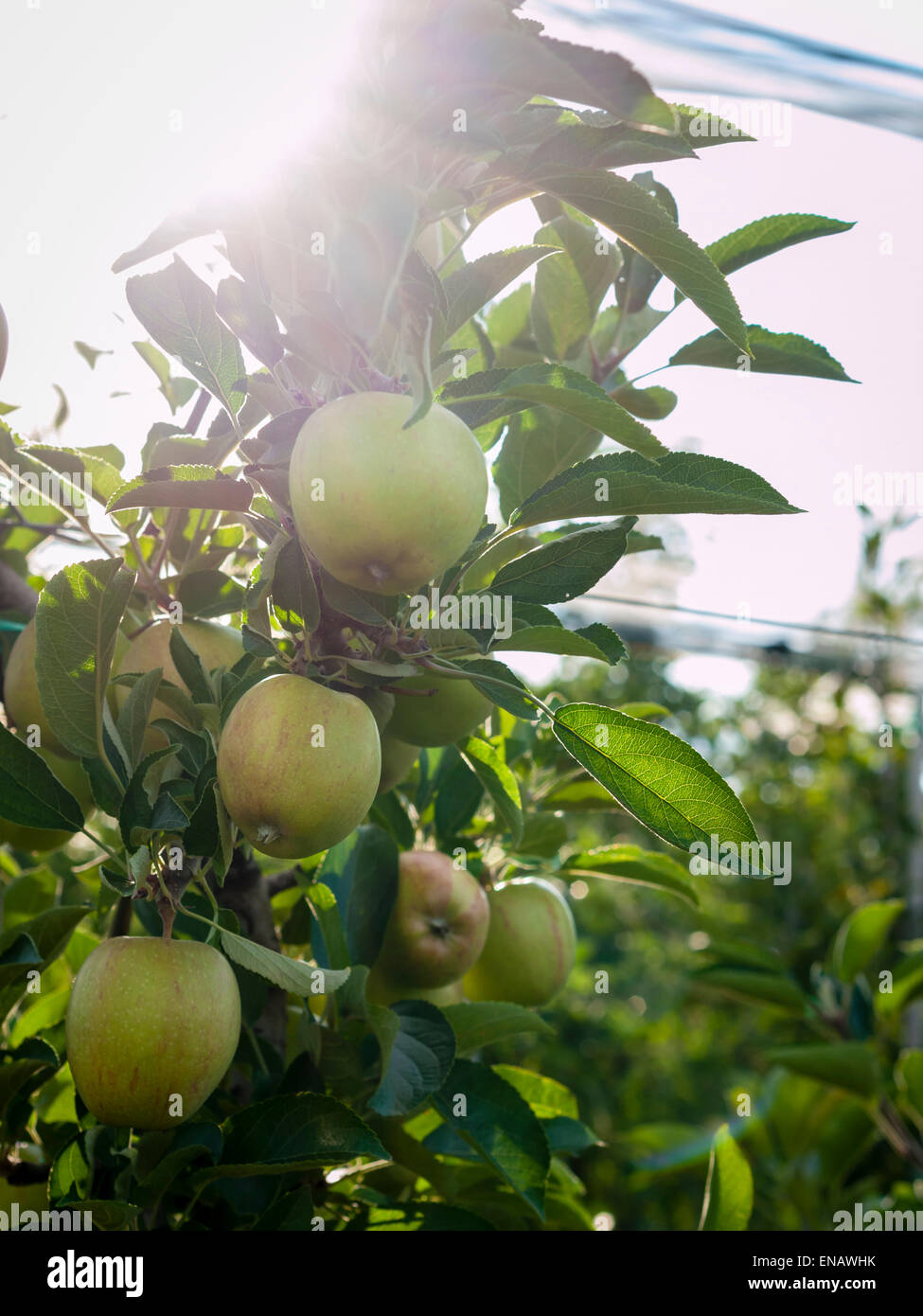 Apple orchard in southern Germany near Friedrichshafen (Lake Constance ...