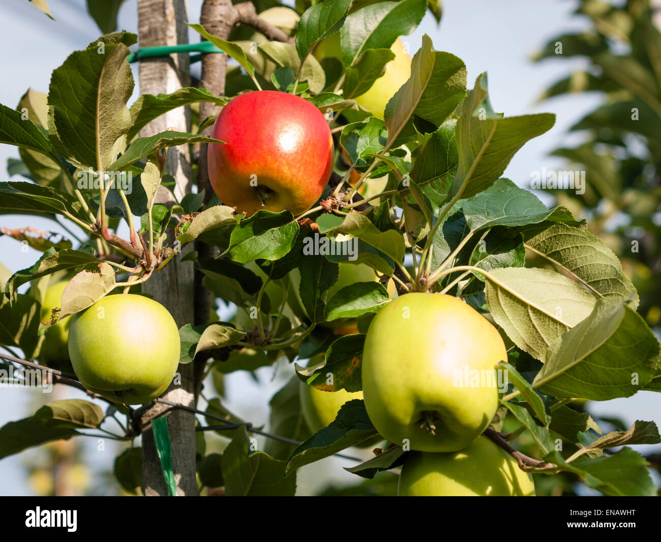 Apple orchard in southern Germany near Friedrichshafen (Lake Constance ...