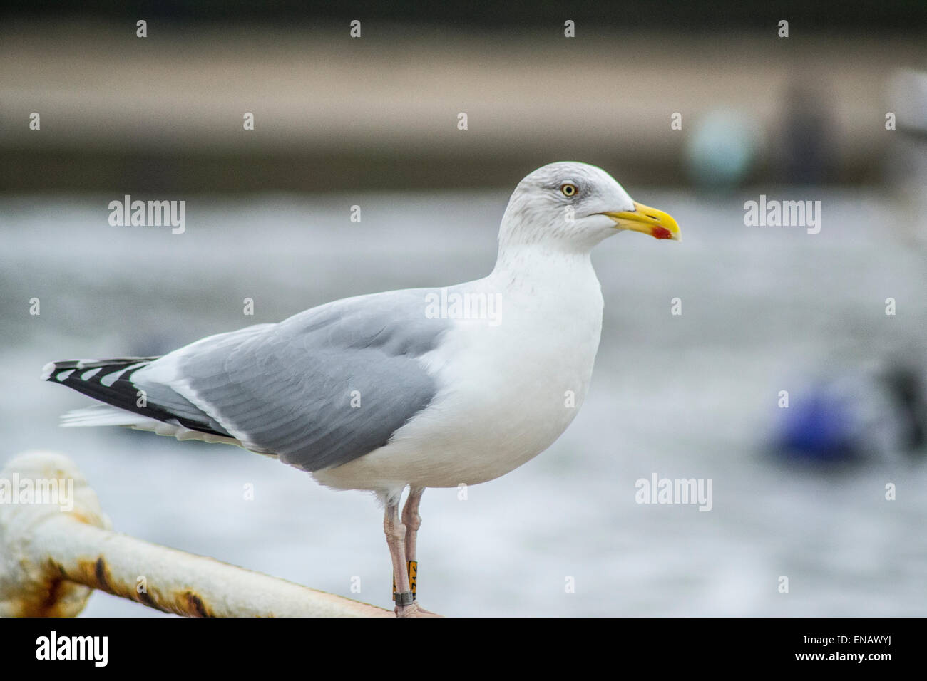 Whitby seagulls hi-res stock photography and images - Alamy