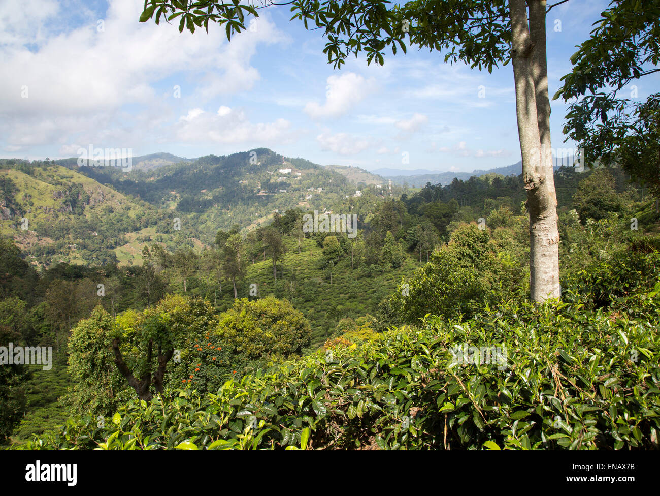 Lush green landscape looking over a tea plantation at Ella, Badulla ...