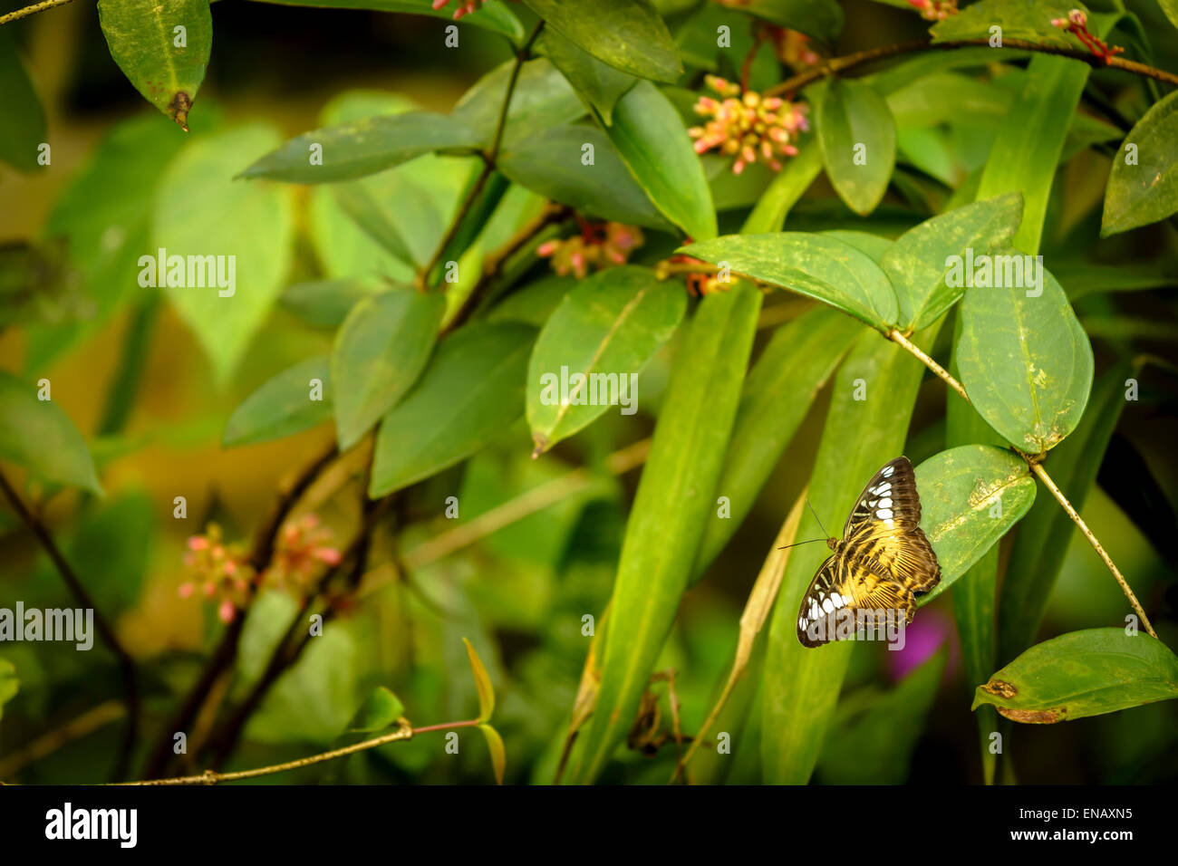 Exotic Butterfly Species High Resolution Stock Photography and Images ...