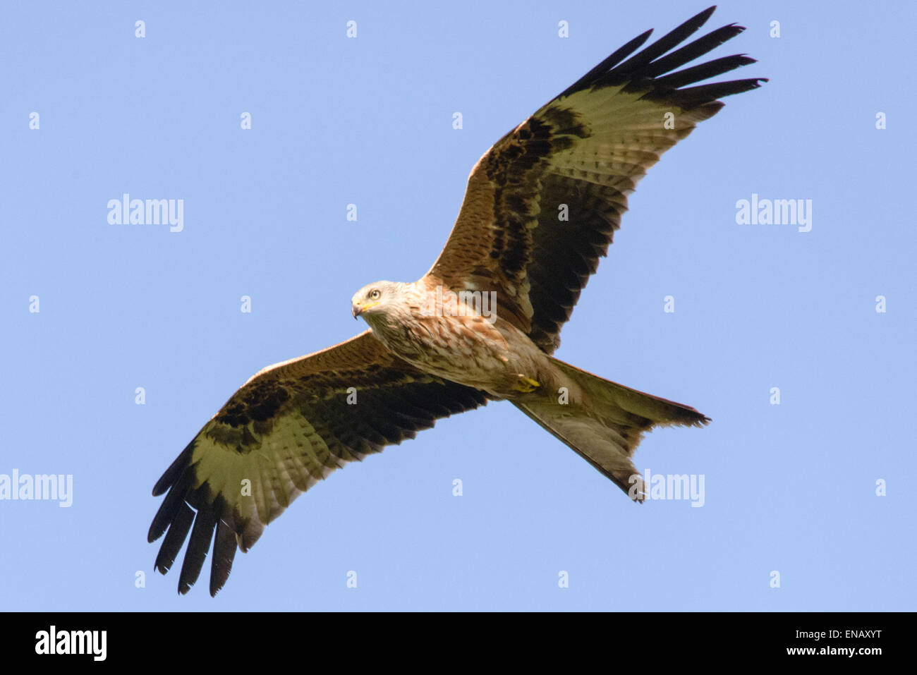 Red Kite in flight Stock Photo - Alamy