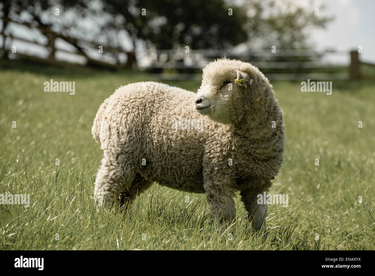 Ryeland sheep hi-res stock photography and images - Alamy