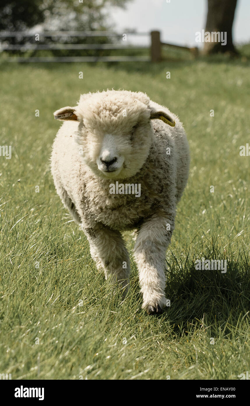Ryeland sheep hi-res stock photography and images - Alamy