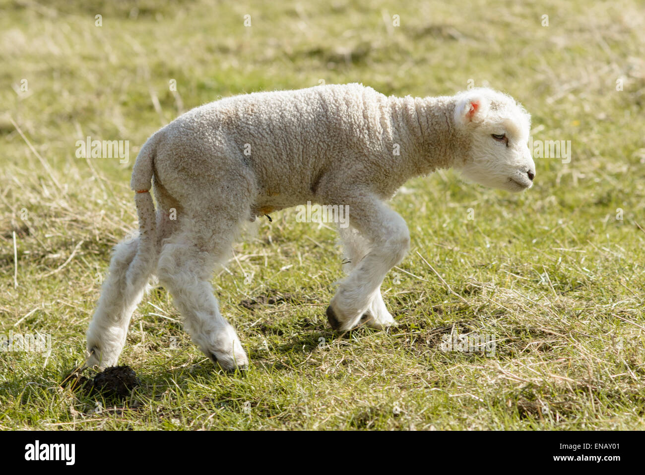 Lambs enjoying the sunshine - Breed - Ryeland Stock Photo - Alamy