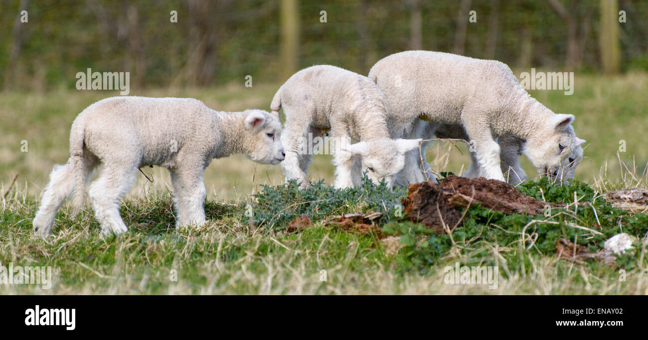 Lambs enjoying the sunshine - Breed - Ryeland Stock Photo - Alamy