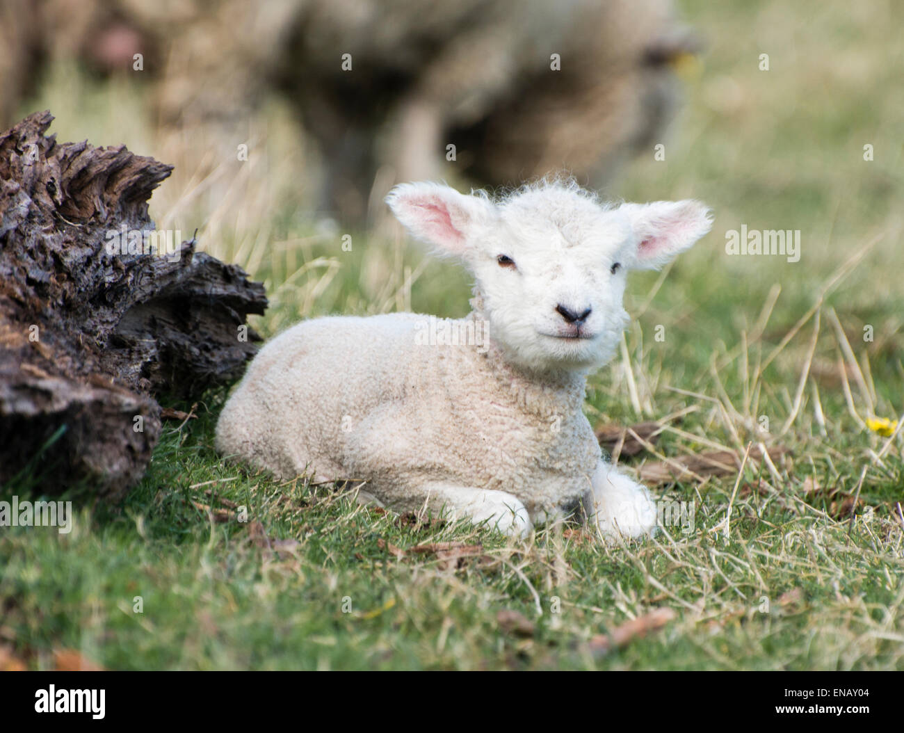 Ryelands sheep hi-res stock photography and images - Alamy