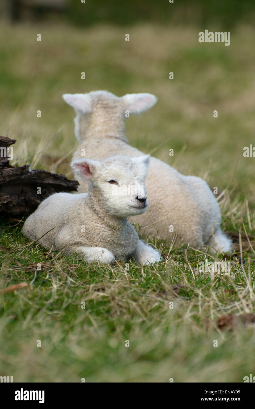 Ryelands sheep hi-res stock photography and images - Alamy