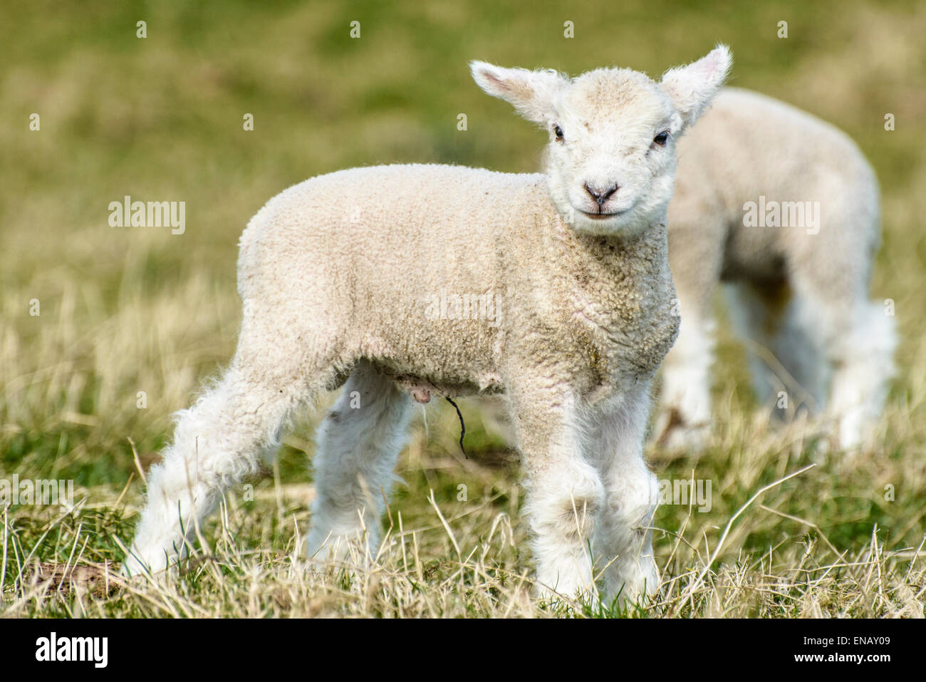 Ryelands sheep hi-res stock photography and images - Alamy