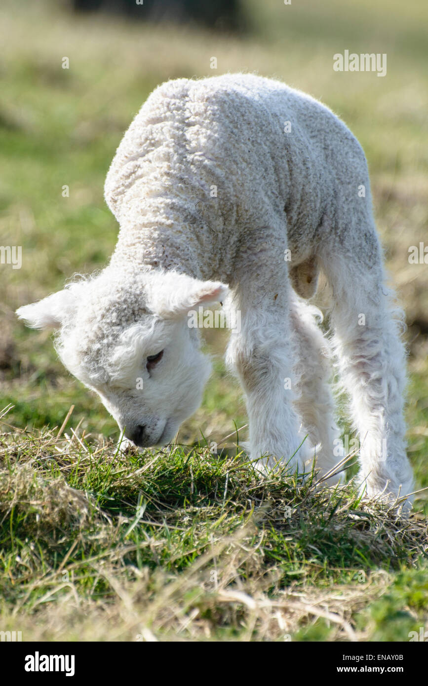 Ryelands sheep hi-res stock photography and images - Alamy