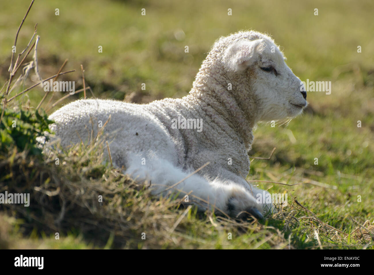 Ryelands sheep hi-res stock photography and images - Alamy