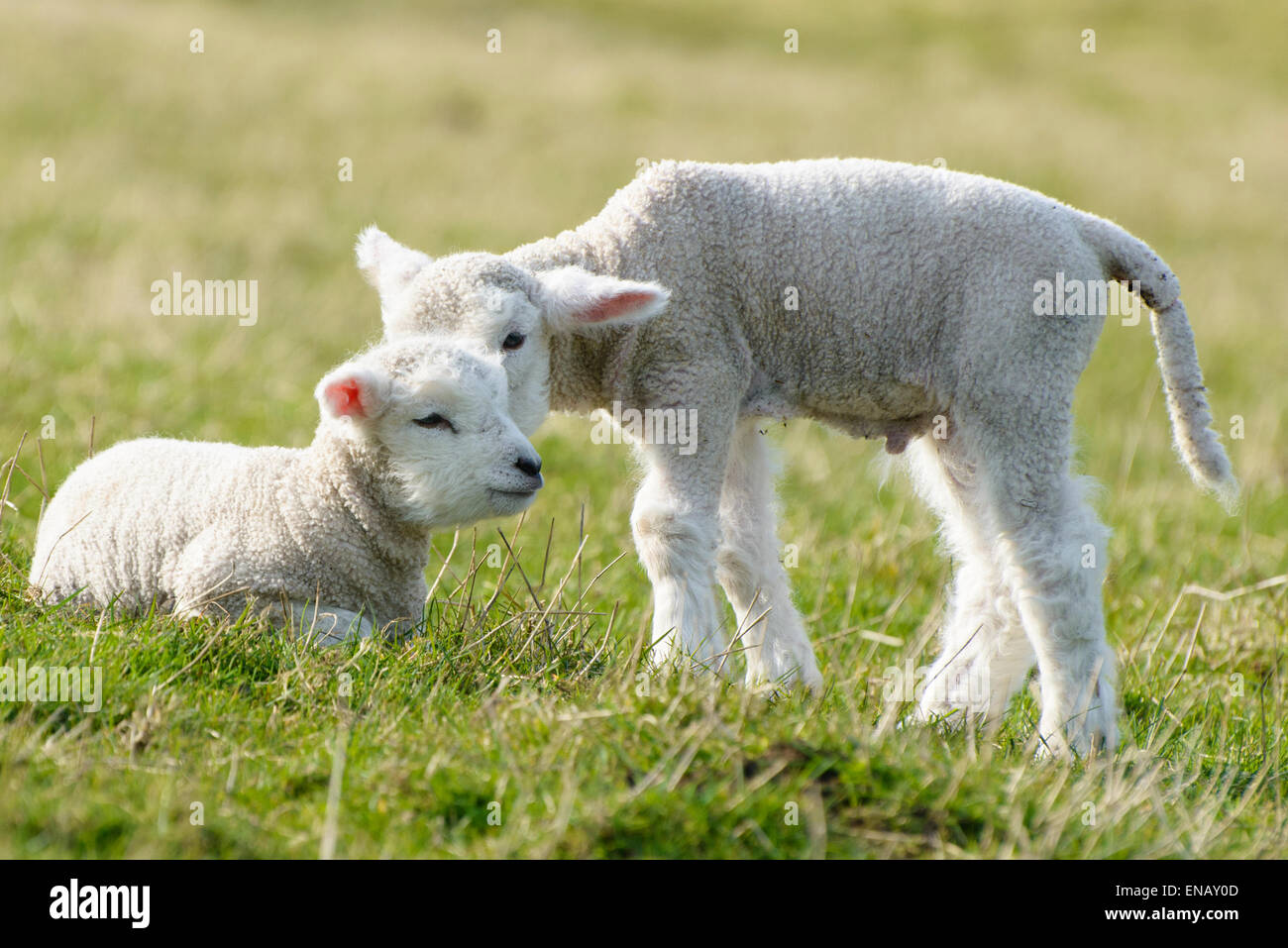 Lambs enjoying the sunshine - Breed - Ryeland Stock Photo - Alamy