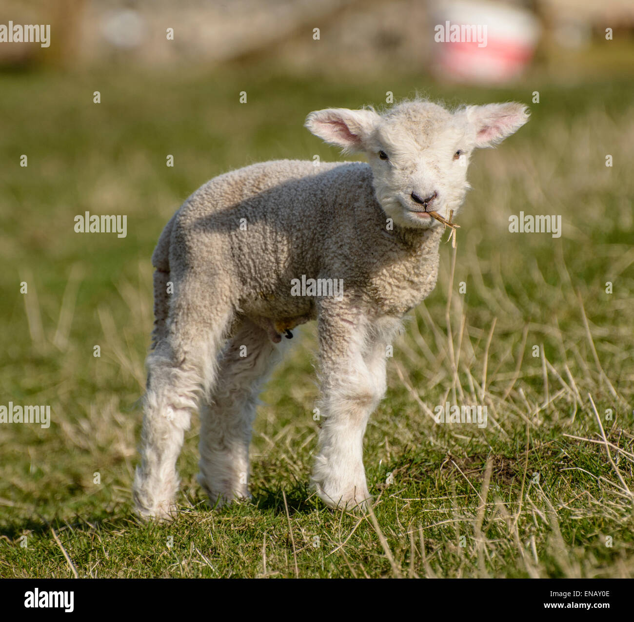 Lambs enjoying the sunshine - Breed - Ryeland Stock Photo - Alamy