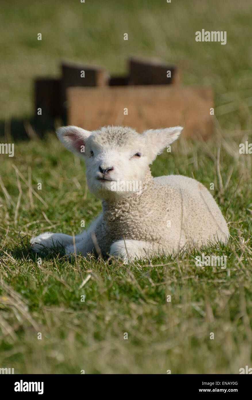 Ryeland lamb hi-res stock photography and images - Alamy