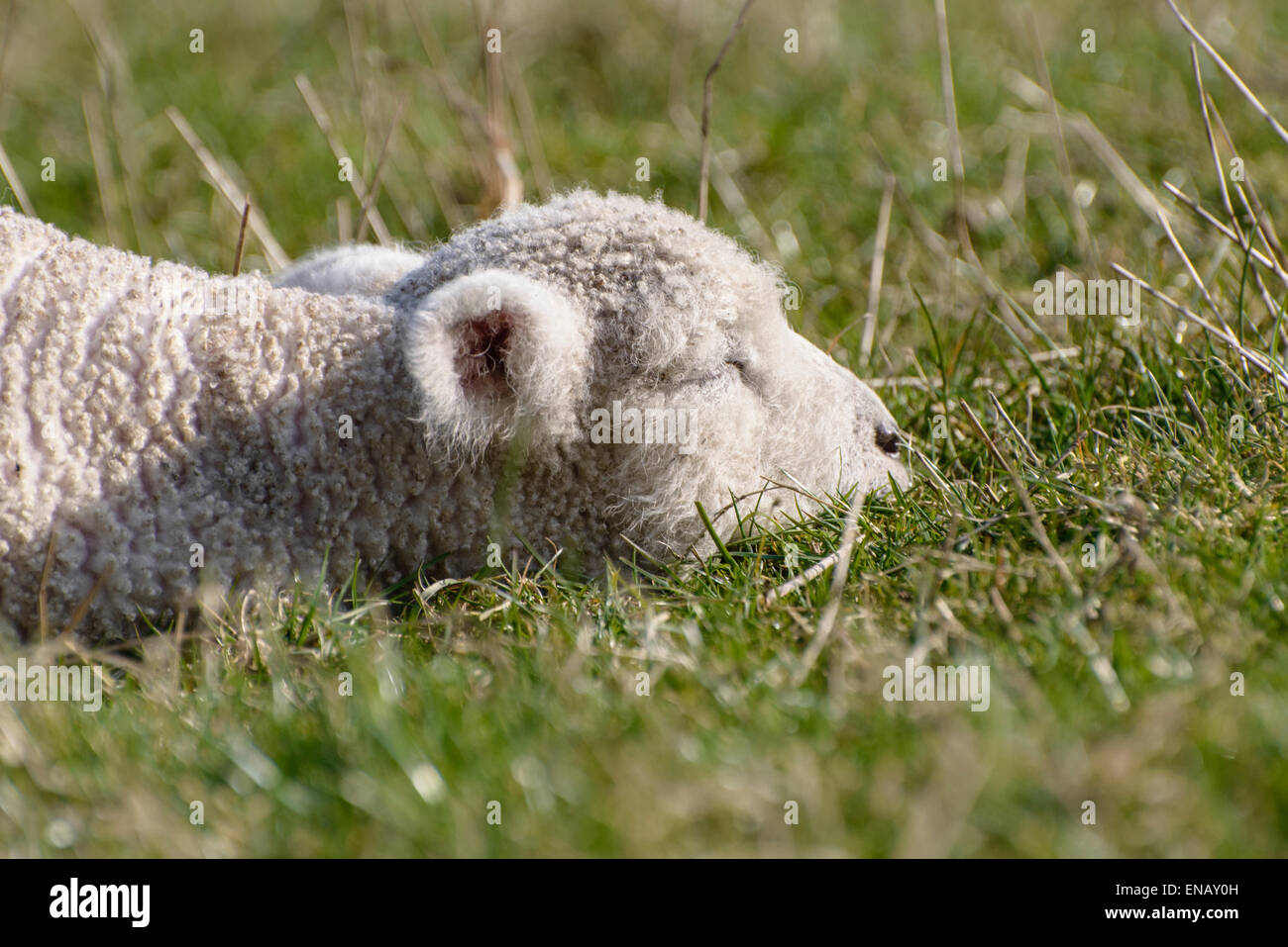 Lambs enjoying the sunshine - Breed - Ryeland Stock Photo - Alamy