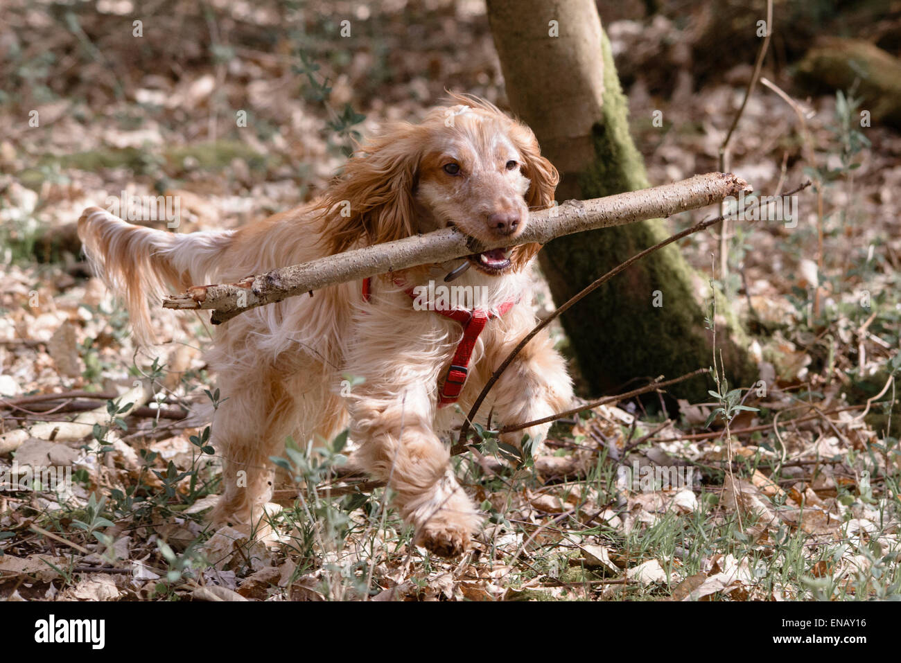 Working cocker spaniel hi-res stock photography and images - Alamy