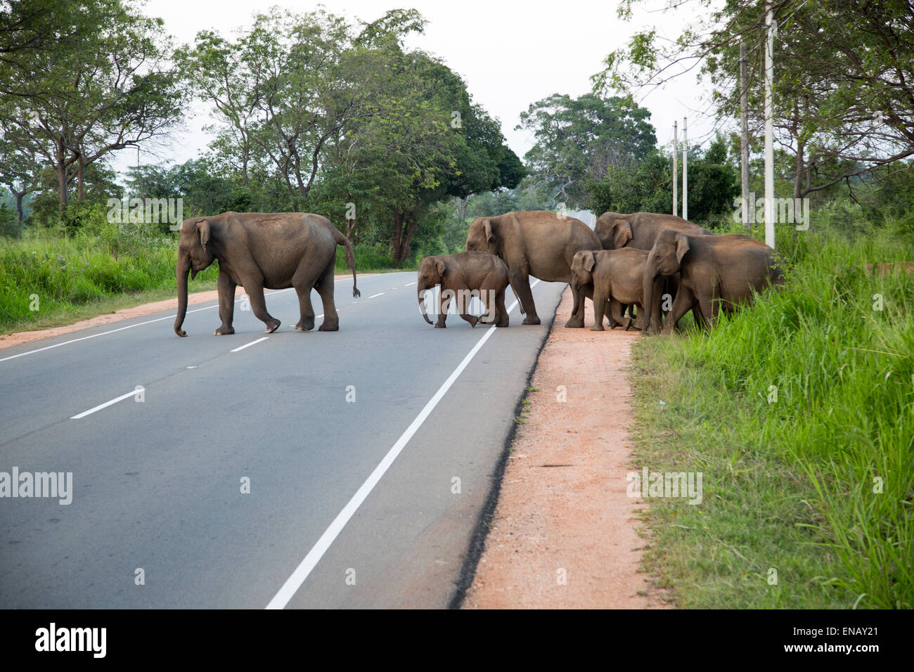 Indian Elephant Crossing Road High Resolution Stock Photography and ...