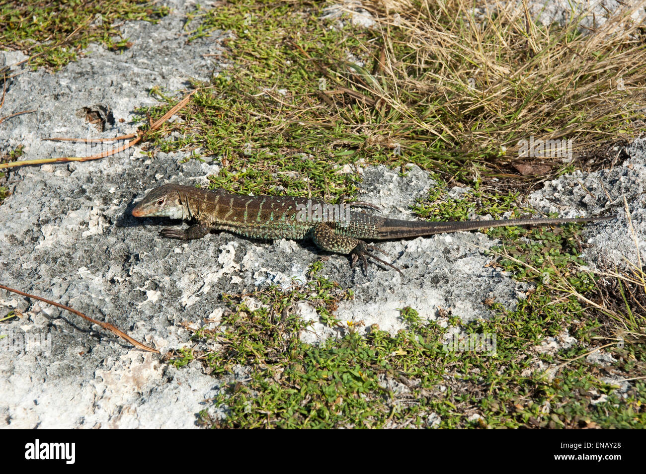On Great Bird Island off Antiguan coast some Griswold's Ameiva lizards ...