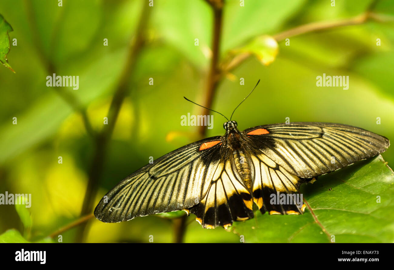 Black great mormon butterfly hi-res stock photography and images - Alamy