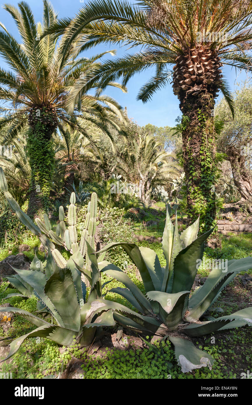 Palm trees in italian garden hi-res stock photography and images - Alamy