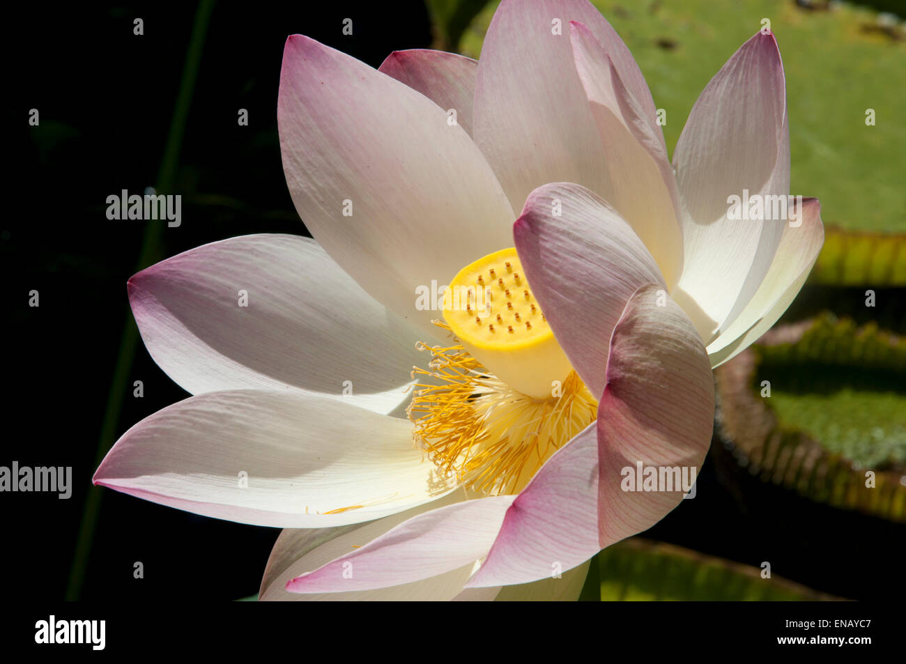 The holy flower hi-res stock photography and images - Alamy