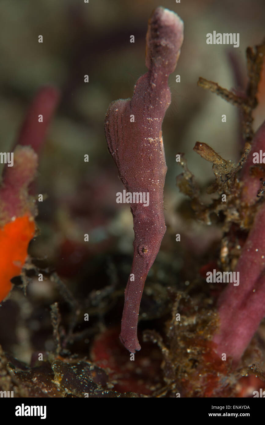 A beautiful pink velvet Ghost pipefish from Kalabahi Bay Stock Photo ...