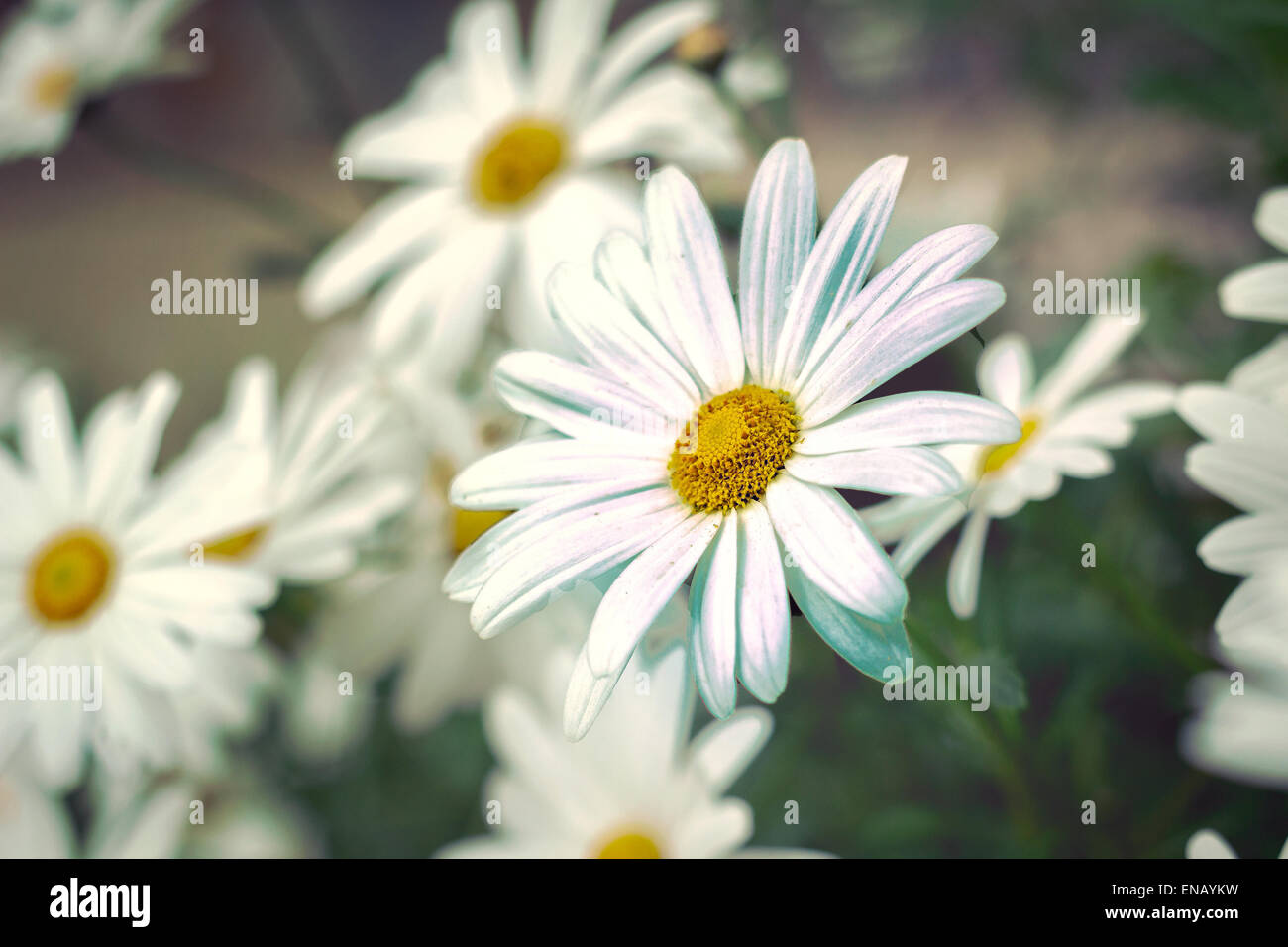 Nature field plant hi-res stock photography and images - Alamy
