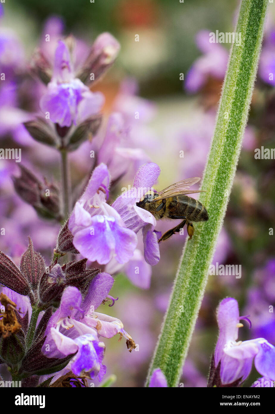 Insect pollinated flower hi-res stock photography and images - Alamy