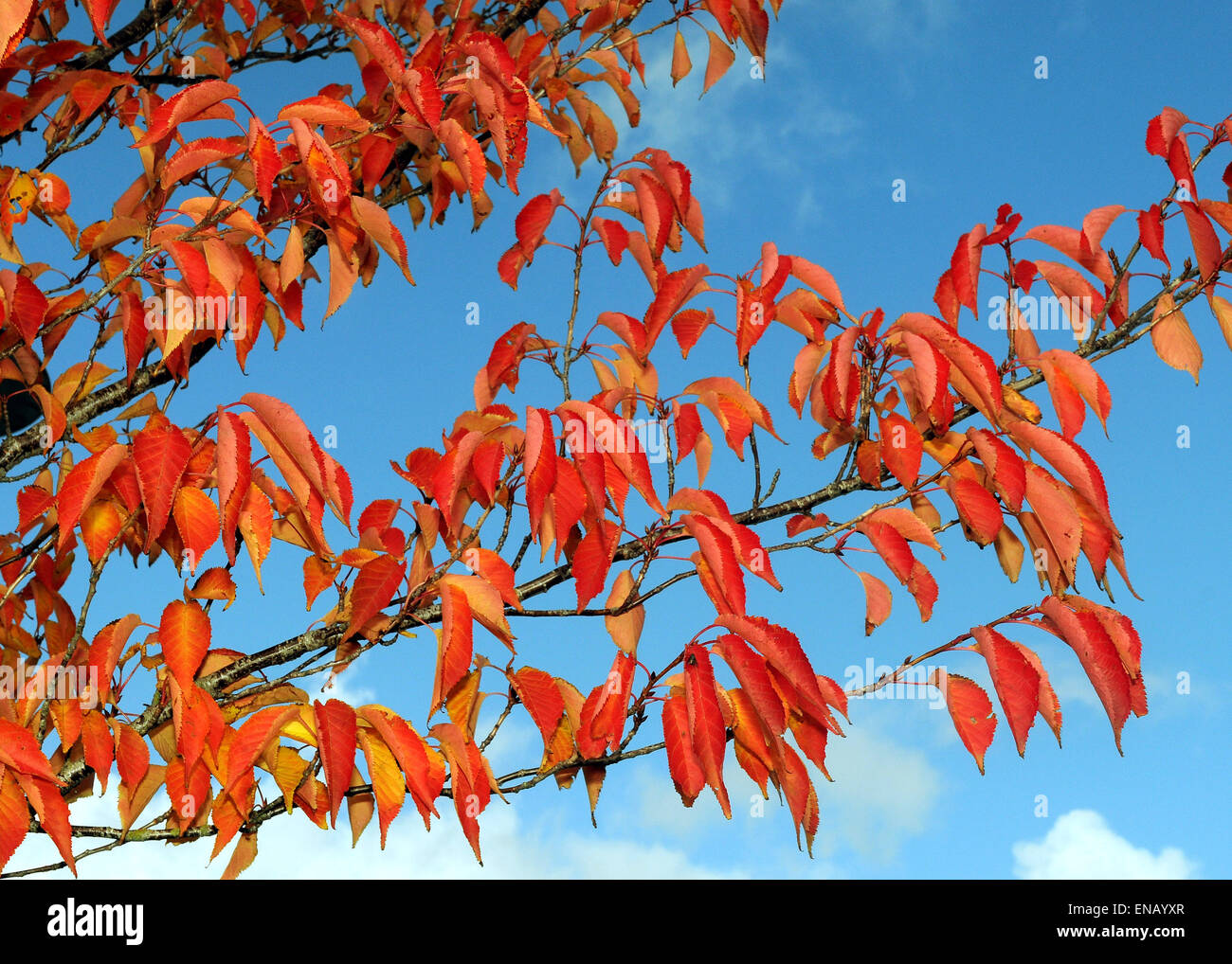 North Devon Landscape and Countryside showing fantastic foliage Stock ...