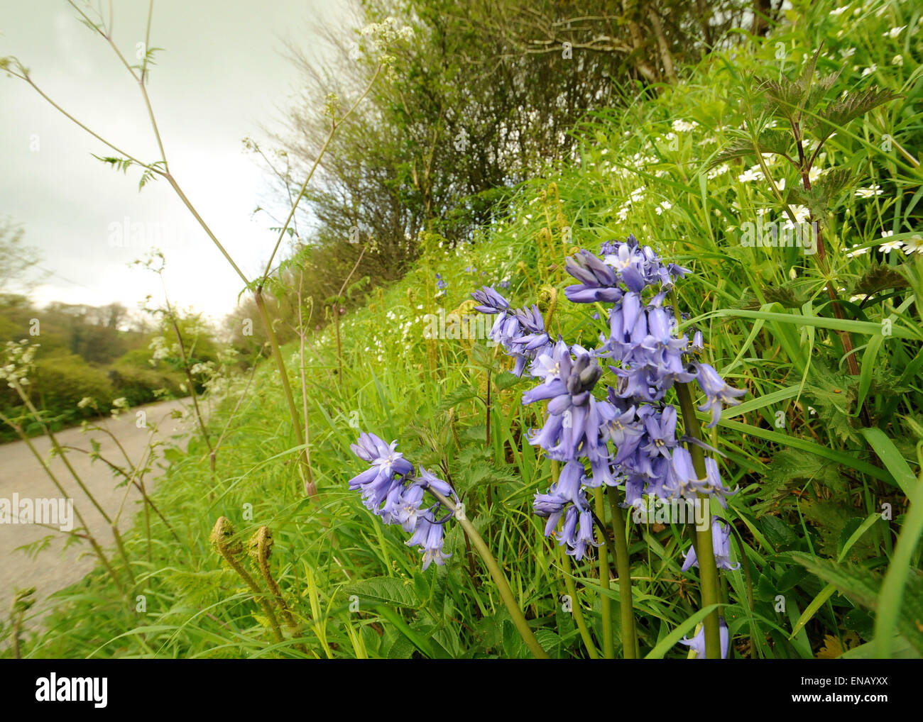 North Devon Landscape and Countryside showing fantastic foliage Stock ...