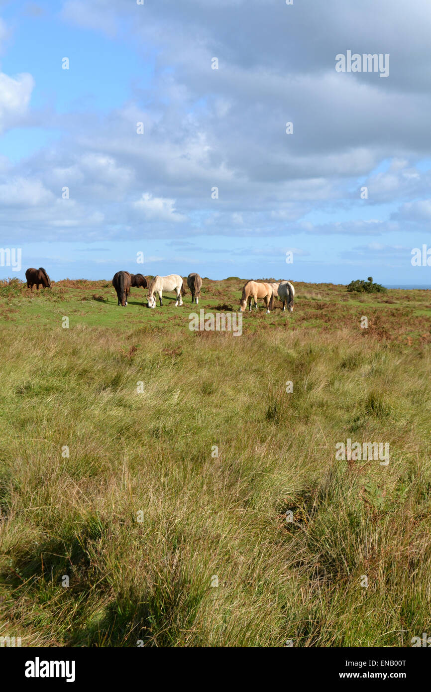 Lundy Island Ponies Stock Photo - Alamy