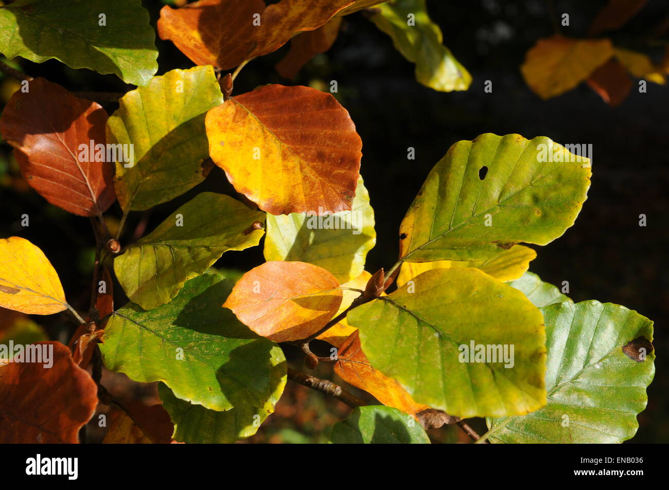 North Devon Landscape and Countryside showing fantastic foliage Stock ...