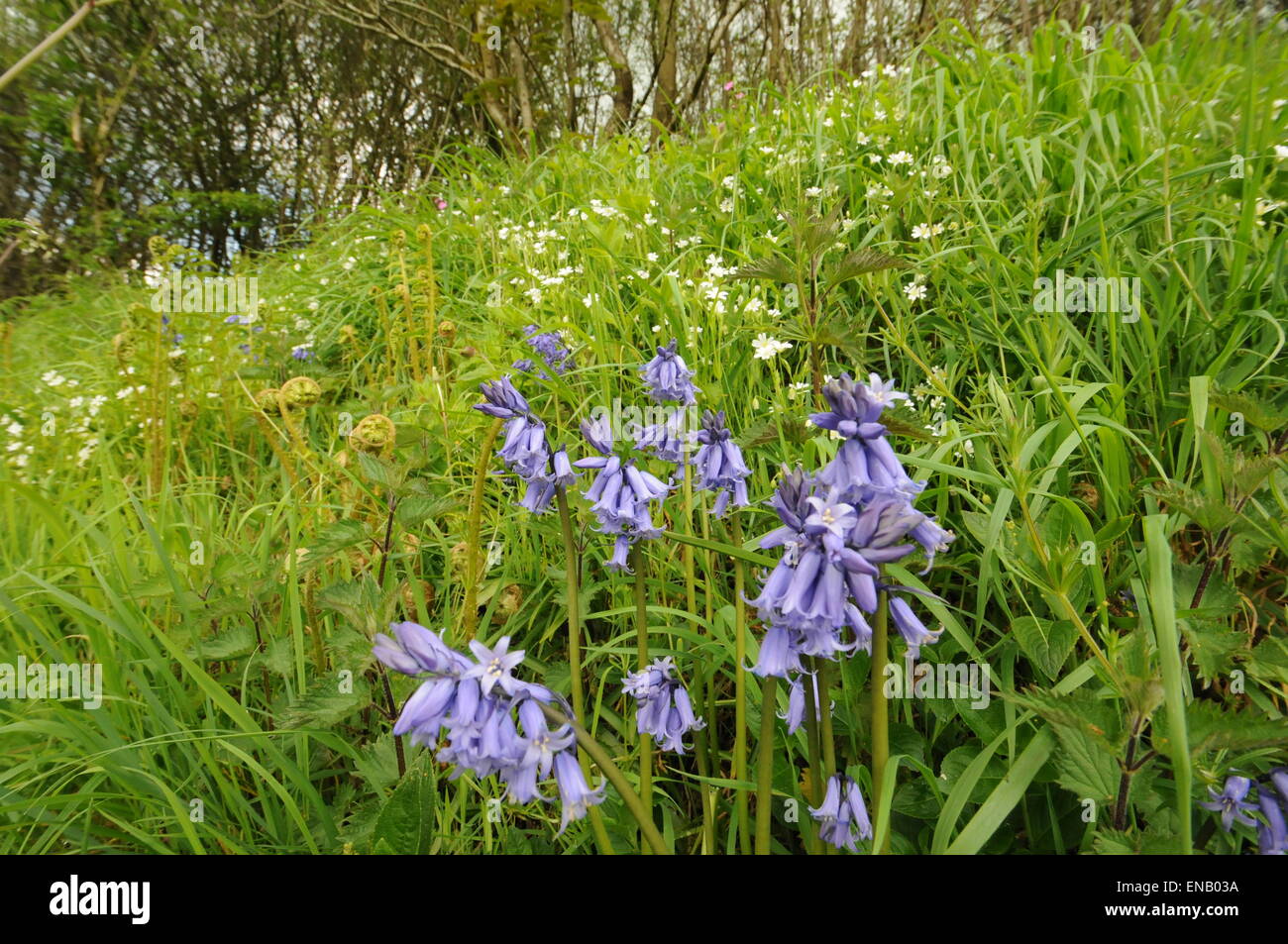 North Devon Landscape and Countryside showing fantastic foliage Stock ...