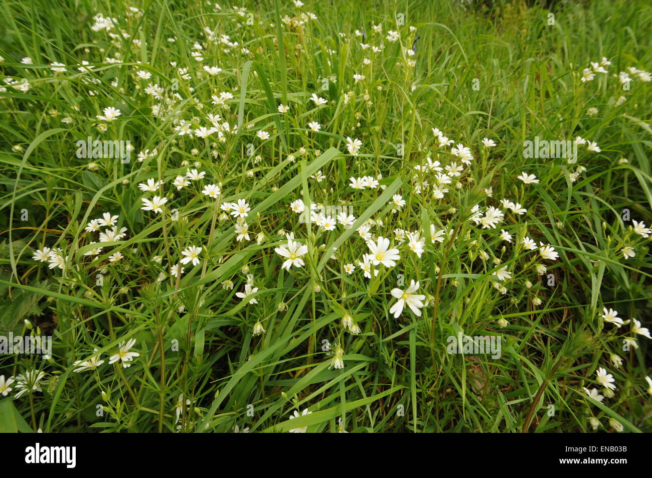 North Devon Landscape and Countryside showing fantastic foliage Stock ...