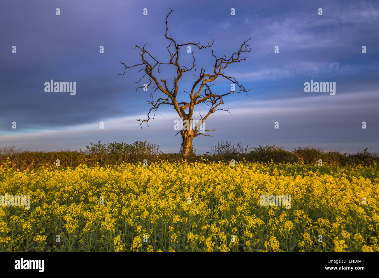 Rapeseed tree hi-res stock photography and images - Alamy