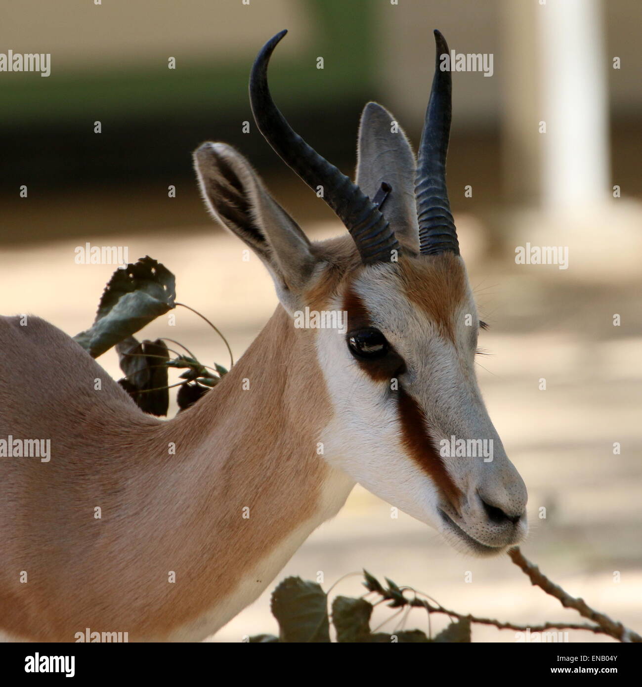 Springbok antelope eating hi-res stock photography and images - Alamy