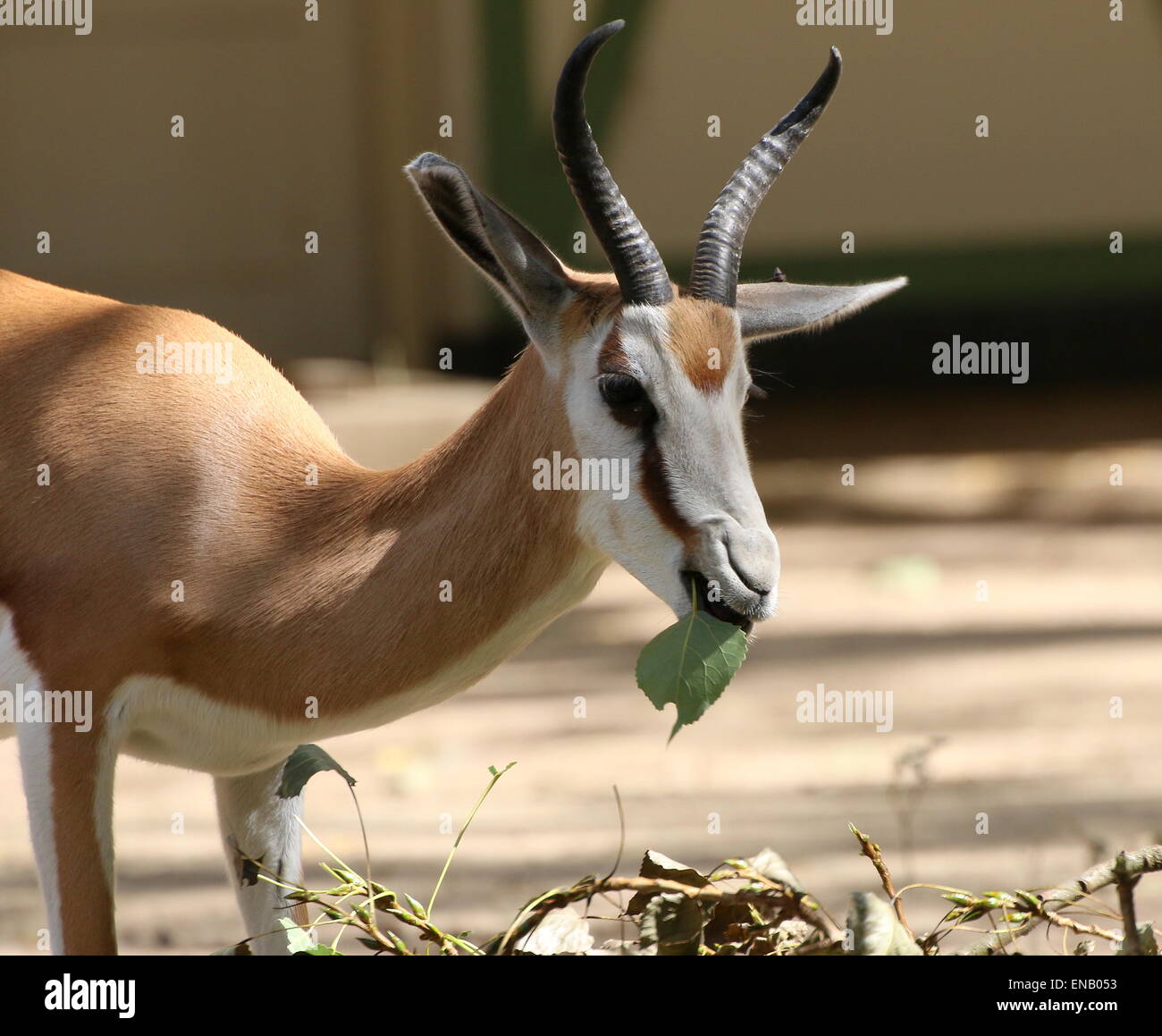 Springboks eating hi-res stock photography and images - Alamy