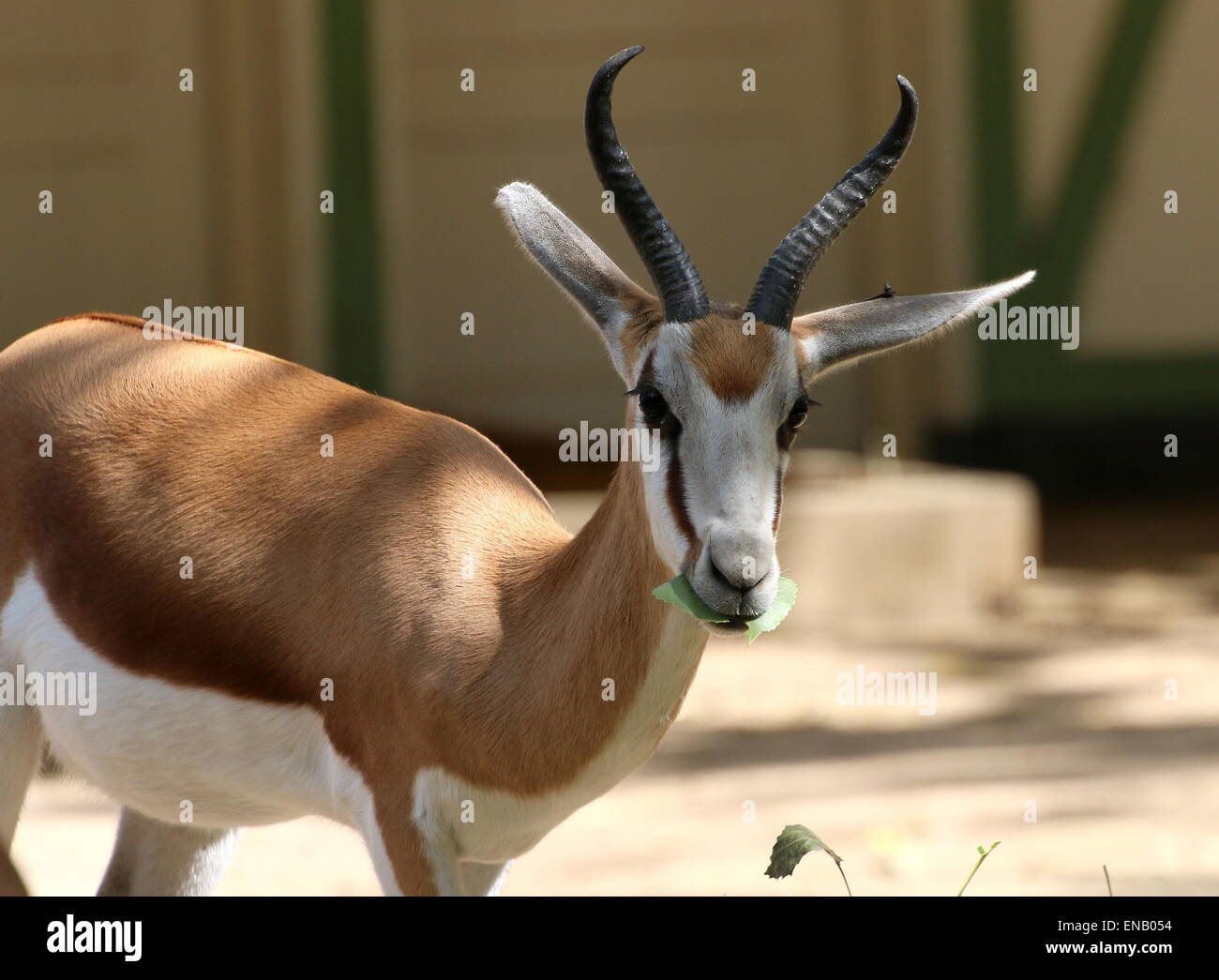 South African Springbok (Antidorcas marsupialis) at the stables of ...