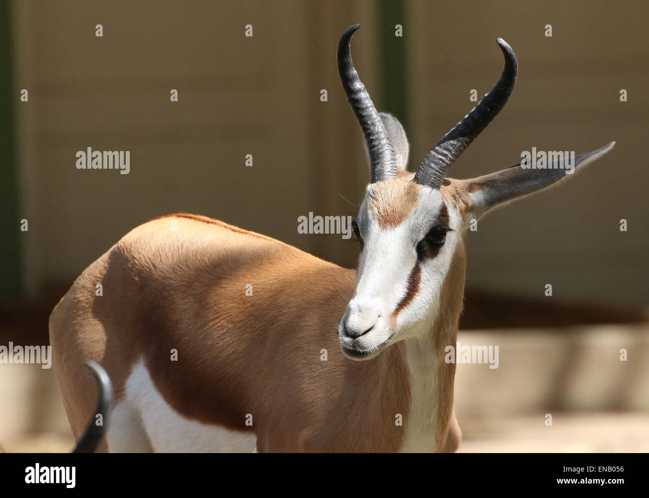 Springbok gacela saltarina hi-res stock photography and images - Alamy