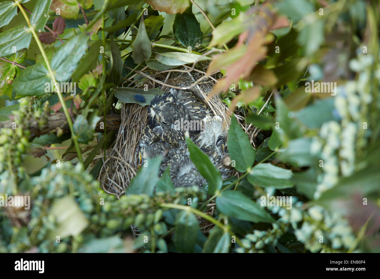 Song thrush chicks hi-res stock photography and images - Alamy
