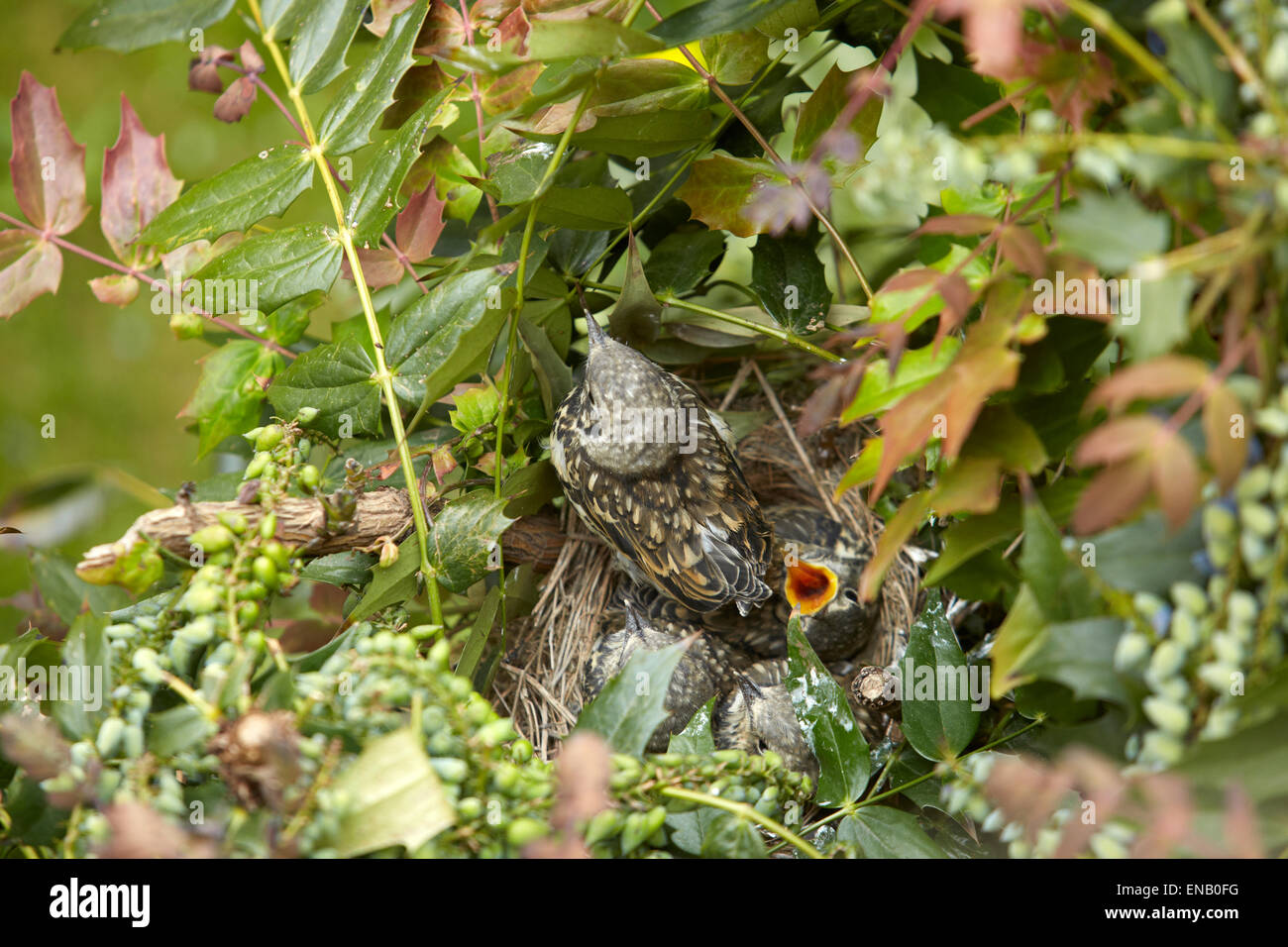 Song thrush chicks hi-res stock photography and images - Alamy