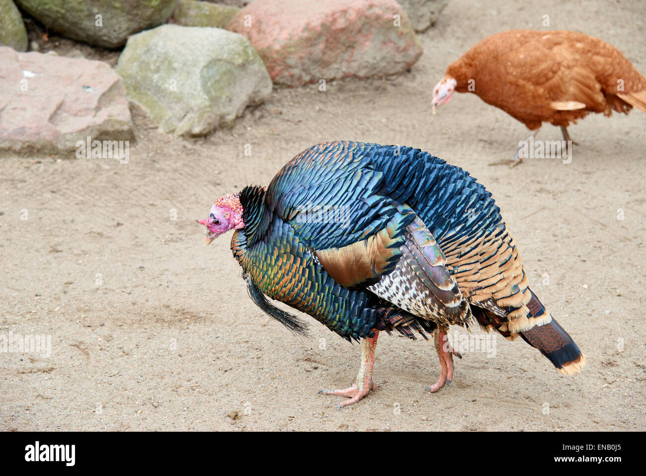 Big beautiful male turkey Stock Photo - Alamy