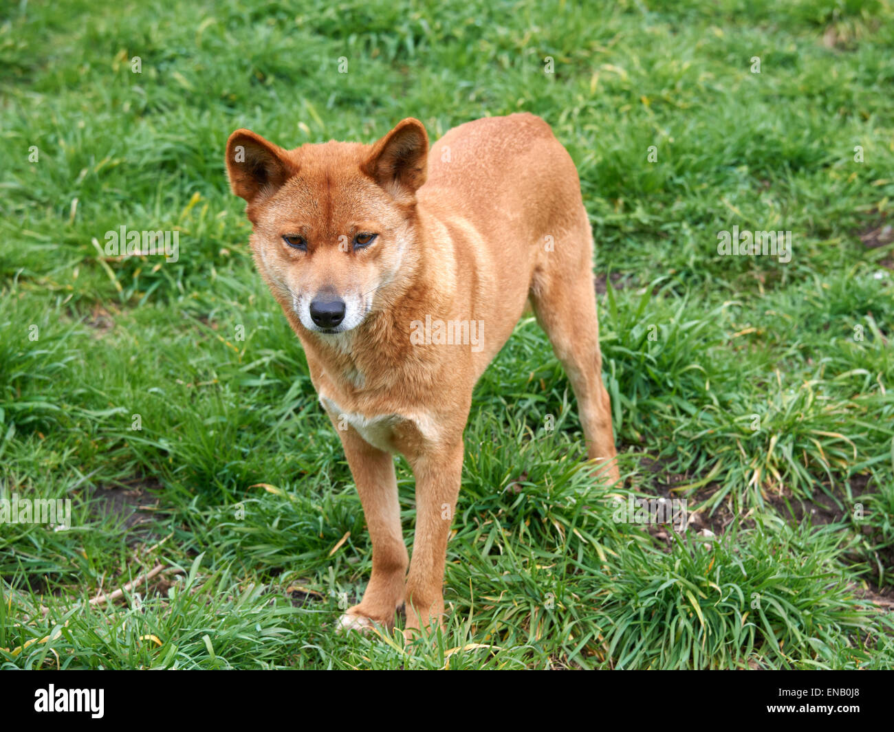 Australian Dingo stands on the green grass Stock Photo - Alamy