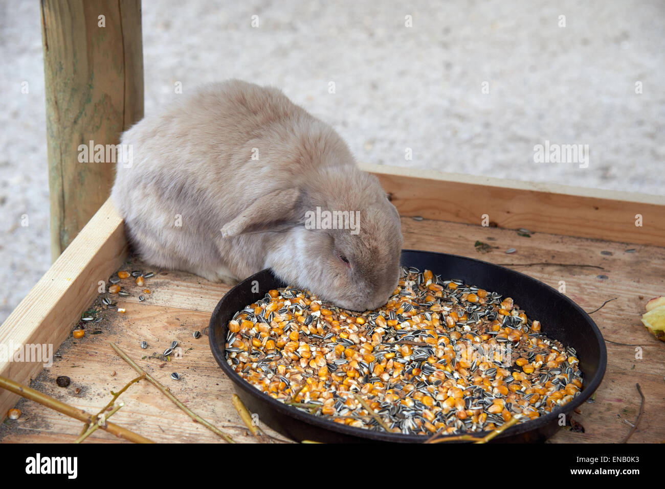 A large brown rabbit that eats grain Stock Photo - Alamy