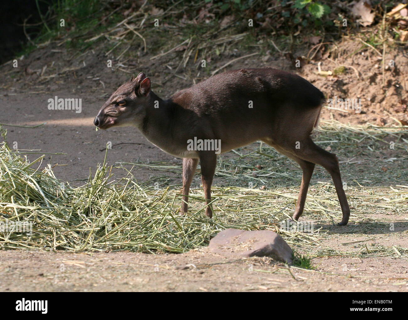 Mature Blue duiker antelope (Cephalophus monticola) at Burgers' Zoo ...