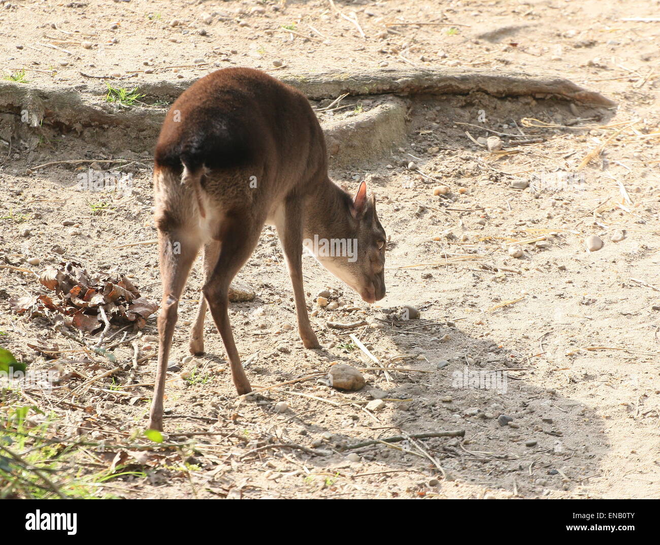 Mature African Blue duiker antelope (Cephalophus monticola Stock Photo ...