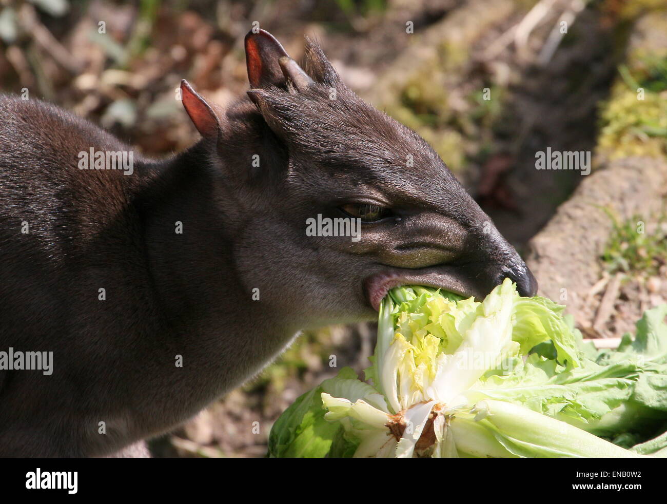Close-up of a Mature Blue duiker antelope (Cephalophus monticola ...