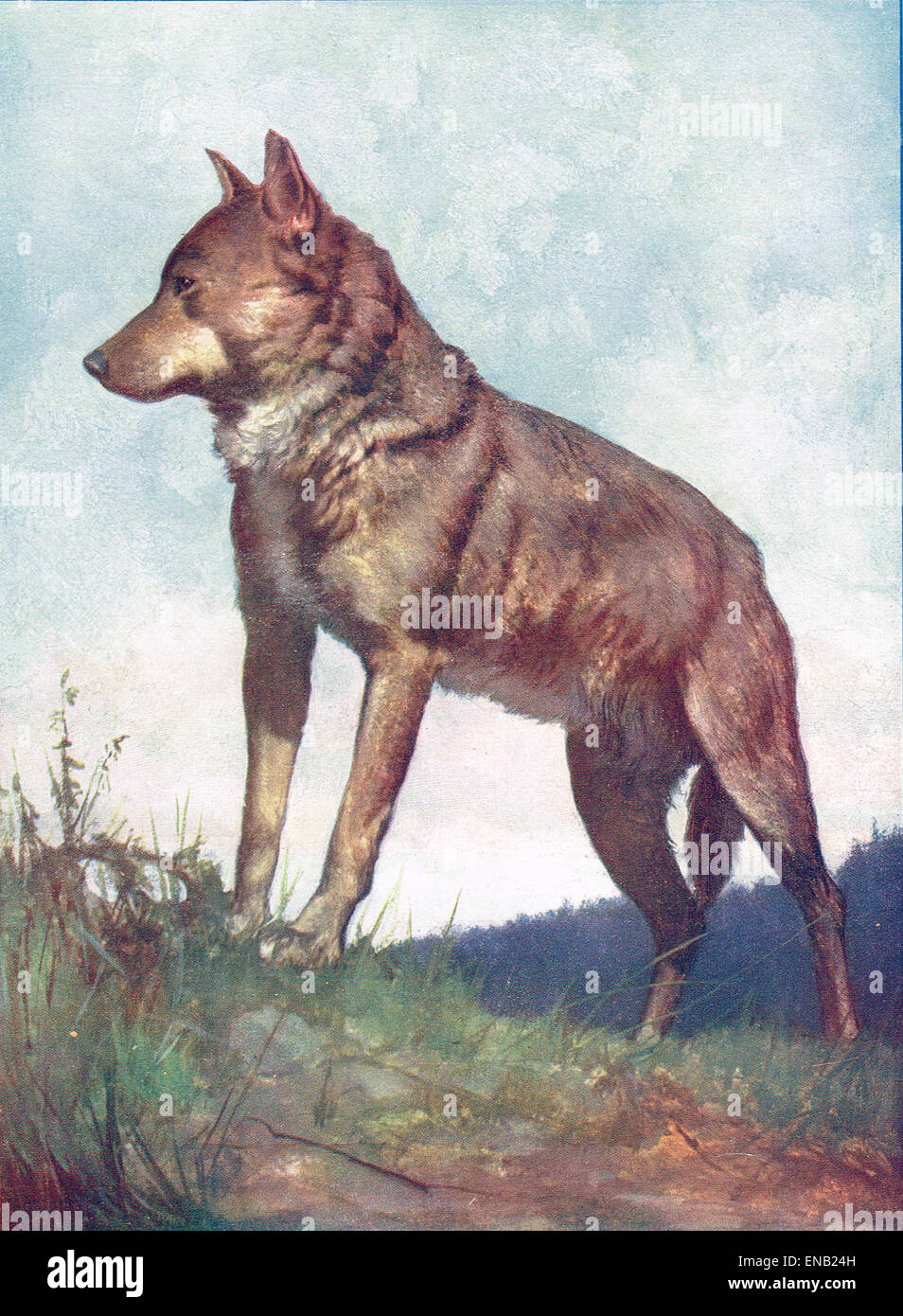 Central European Wolf circa 1900 Stock Photo - Alamy