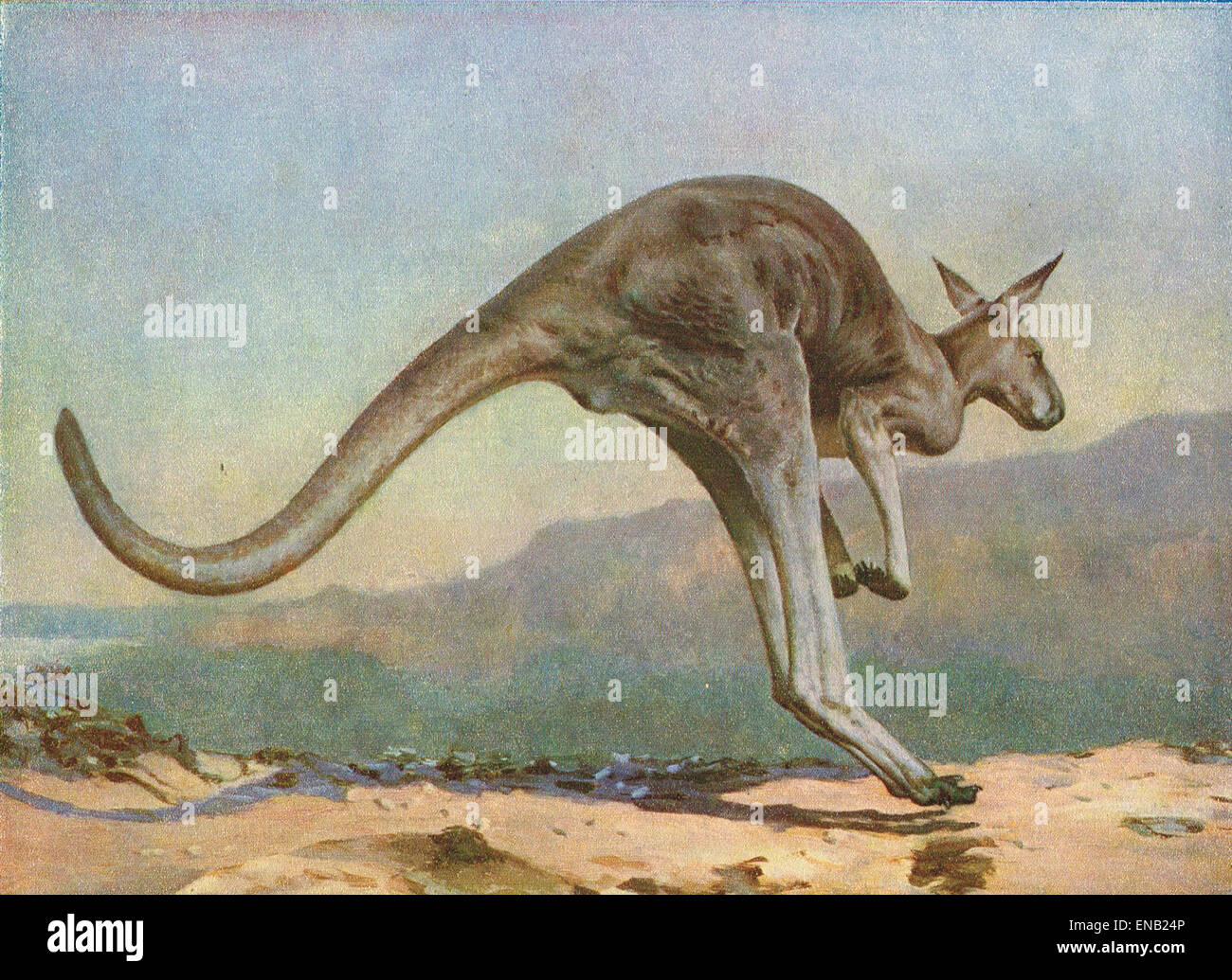 Leaping marsupial hi-res stock photography and images - Alamy